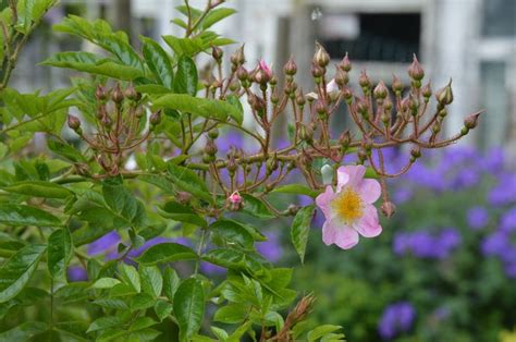 Roos Frances Rives Tuin