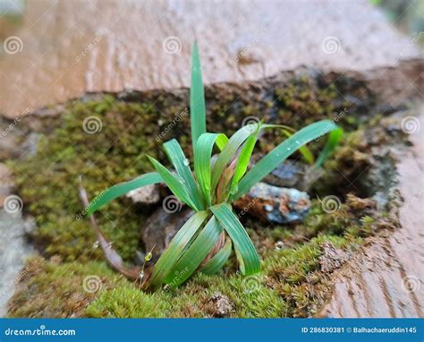 Weeds Growing In The Hollow Walls Stock Image Image Of Growing