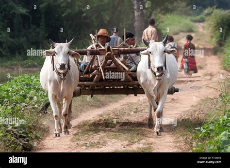 Oxen Pulling Wagon Driver