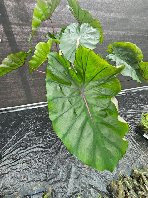 Hands Of Plants