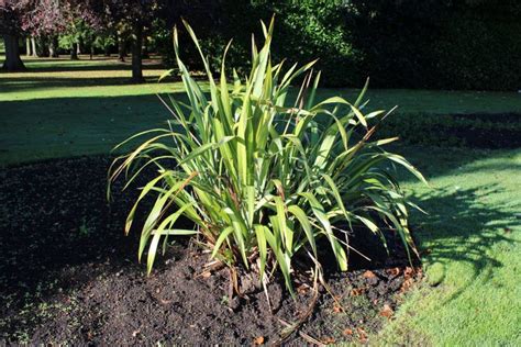 Lomandra Lonolia Also Known As Basket Grass Forms In Clumps With