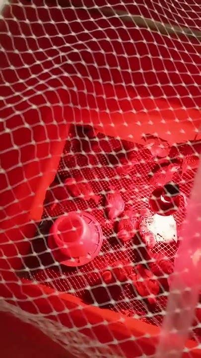 💥مادرمصنوعی و جوجه های قرقاول💥 Egg Pheasants Birds ماکیان پرورشطیور پرندهزینتی پرنده