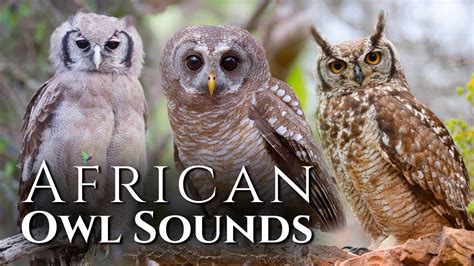 The Best Owl Sounds🦉the Sounds Of African Owls🎶 Youtube