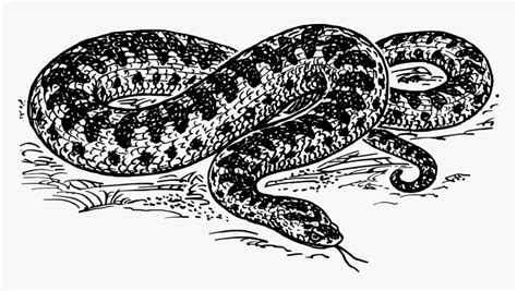 Anaconda Clipart Black And White Hd Png Download Kindpng