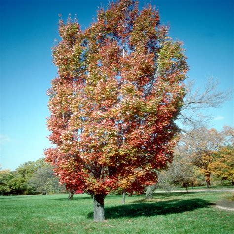 Acer Rubrum Armstrong Red Maple Siteone