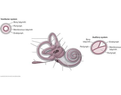Semi Circular Canals And Cochlea Quiz