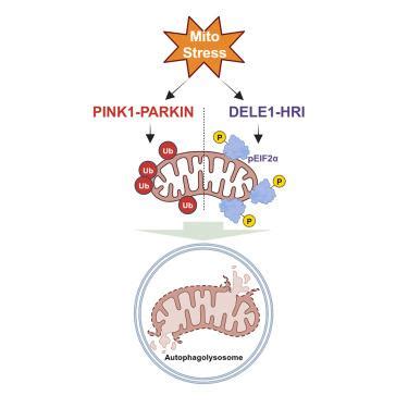 The Hri Branch Of The Integrated Stress Response Selectively Triggers