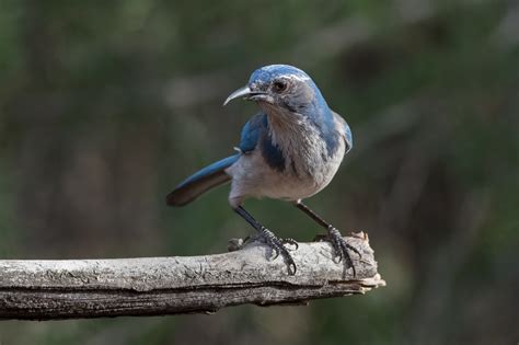 Better Bird Feeding Overgrown Or Deformed Bird Beaks Avian Keratin