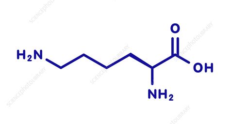 Structure Of Lysine
