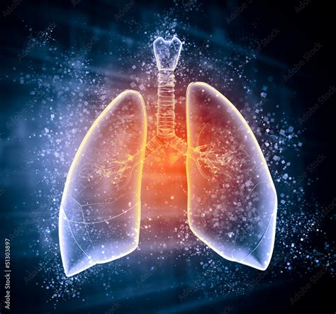 Schematic Illustration Of Human Lungs Stock Illustration Adobe Stock