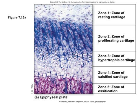 Chapter 6 Interstitial Growth Flashcards Quizlet