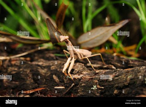 Iris Mantis Mittelmeer Mantis Iris Oratoria Seltene Gottesanbeterin Aus Griechenland