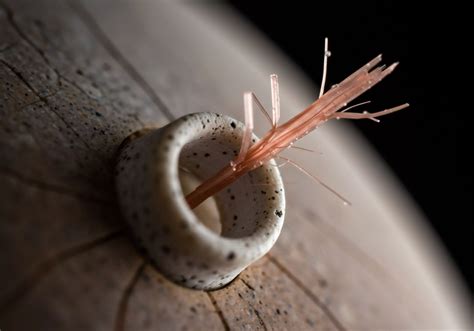 What Are The Long Term Ecological Consequences Of Ecosystem