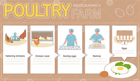Eggs Production Poultry Infographic Stock Vector Illustration Of Infographics Organic 272738653