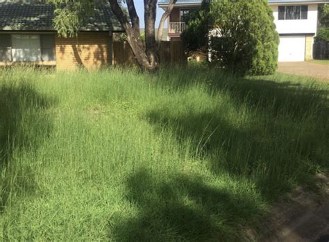 Overgrown Lawn Clean Up Brisbane Lawn Mowing And Landscape Specialists