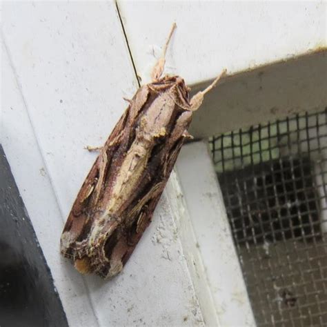 Dolichos Armyworm Moth Spodoptera Dolichos Fabricius 1794 Butterflies And Moths Of North