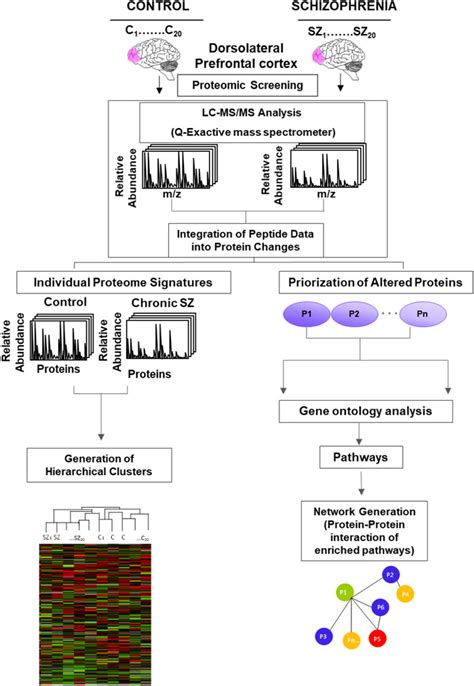 Frontiers Analysis Of Networks In The Dorsolateral Prefrontal Cortex In Chronic Schizophrenia