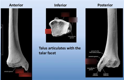 Distal Tibia Labeling Diagram Quizlet
