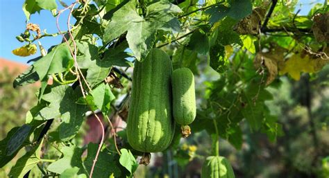 How To Grow Luffa From Seed The Tender Gardener