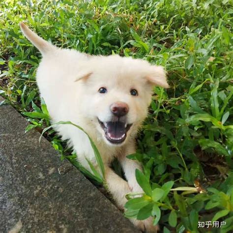 土松狮是土狗中最有希望成为国产翘楚的，为什么知道它的人寥寥无几？ 知乎