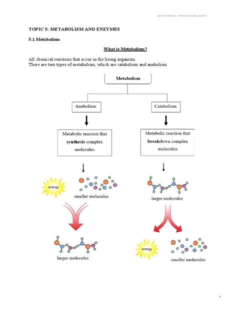 Bio F4 Bab 5 Pdf