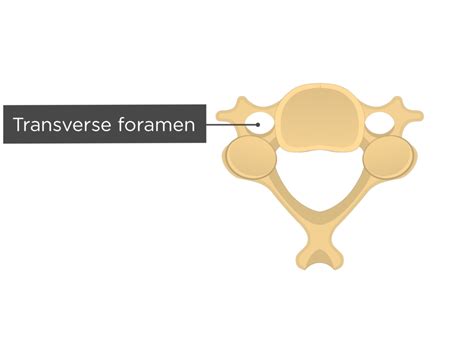Transverse Foramen