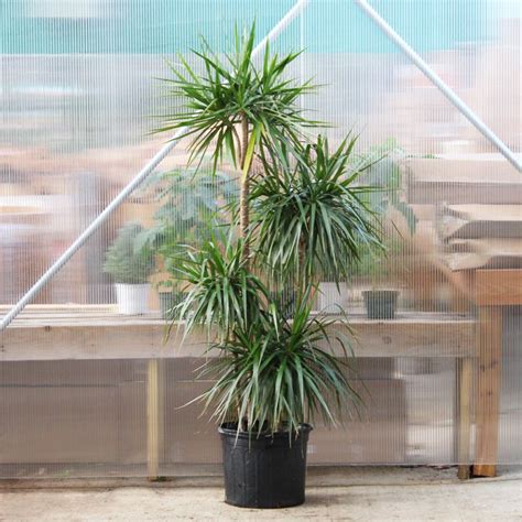 Dracaena Marginata 14” Moscarillos