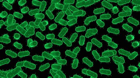 Pathogenic E Coli Strains Emerge By Acquiring Genetic Material