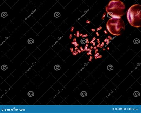 Chromosomes Under Fluorescence Microscope Red Colored Human