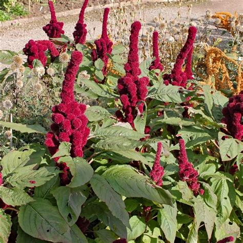 Amaranth Seeds For Patio And Garden