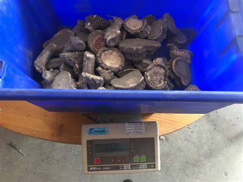 Deer Genetics Nz Home Facebook