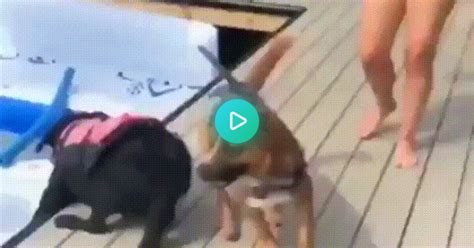 perfectly executed dive on imgur