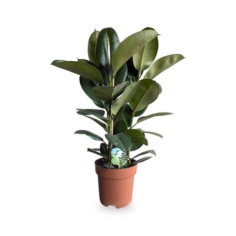 Ficus Robusta Rubber Plant Leaf Culture