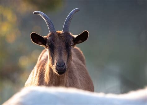 Alpine Goat Breed Spotlight Backyard Goats