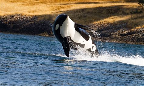 Facts About Killer Whales The Knowledge Library