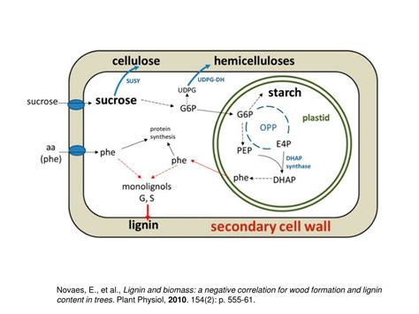Ppt Lignin Structure Biosynthesis And Degradation Powerpoint