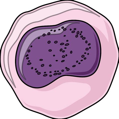 Megakaryocyte 2 Figure Science Figures