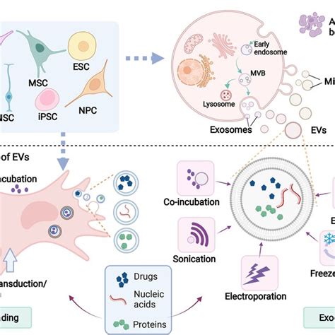Schematic Illustration Of The Stem Cell Derived Evs Application In The
