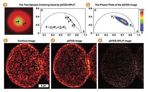 Flim Analysis Enhanced With Phasor Plotting Aids Quantitative Biology Features Julaug 2024