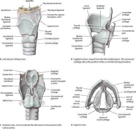 Neck Atlas Of Anatomy