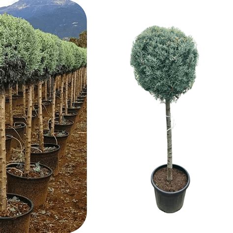 Arizonski čempres Jedna Lopta 120130 Cm Srpski Ekoplanrasadnik