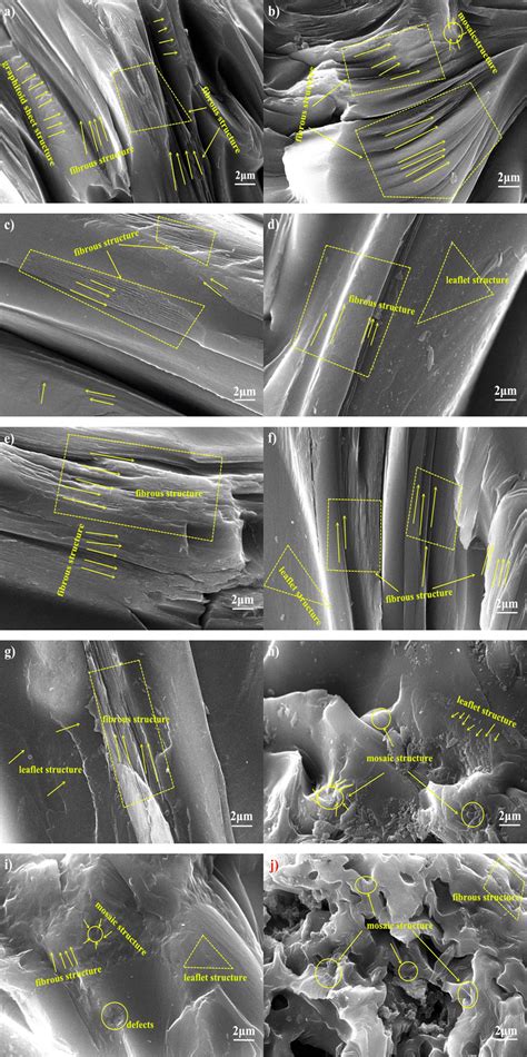 Sem Micrographs Of A Ctp 1 C B Ctp 2 C C Ctp 3 C D Ctp 4 C