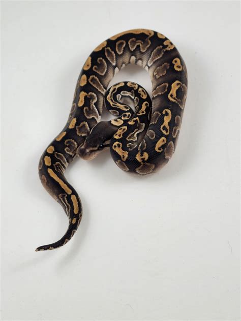 Ghi Black Pastel 66 Het Clown Ball Python By The Grey Seal Morphmarket