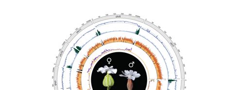 Lbbe Researchers Contribute To The Sequencing Of The Silene Latifolia Genome A Model Species