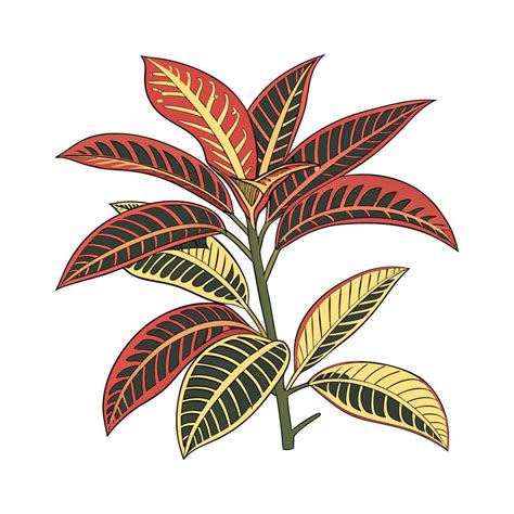 Croton Plant Vector Art Icons And Graphics For Free Download