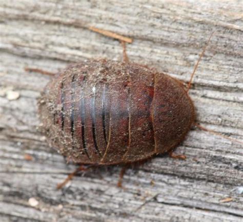 Eupolyphaga Yunnanensis · Inaturalist