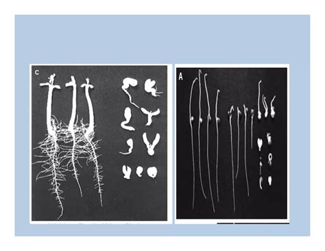 Seed Physical Purity And Germination Tests Pdf