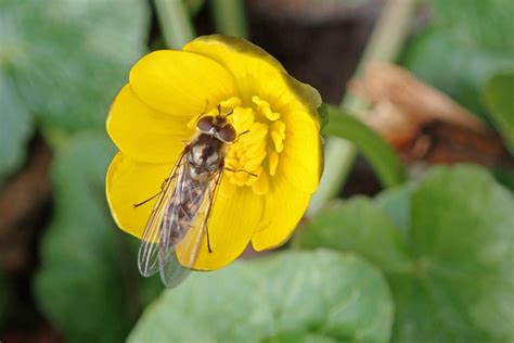 Meliscaeva Auricollis Earthstar