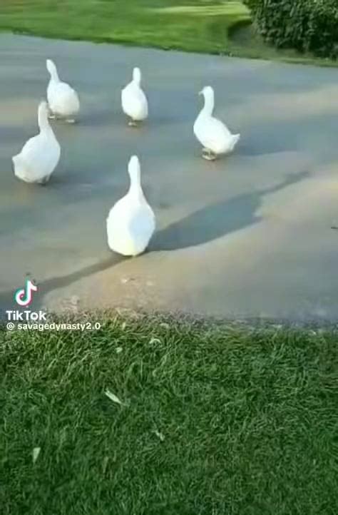 Certified Duck Quassic Rnoglaofficial