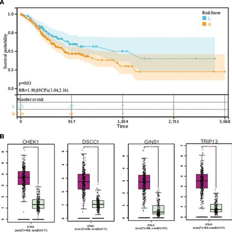 Roles Of Dscc1 And Gins1 In Gastric Cancer Pmc